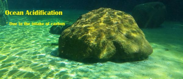 What is Ocean Acidification, its causes and effects - Natural Energy Hub